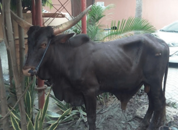 Controversy trails killing of Ngige’s kinsman in place of cow - SuperNewsng